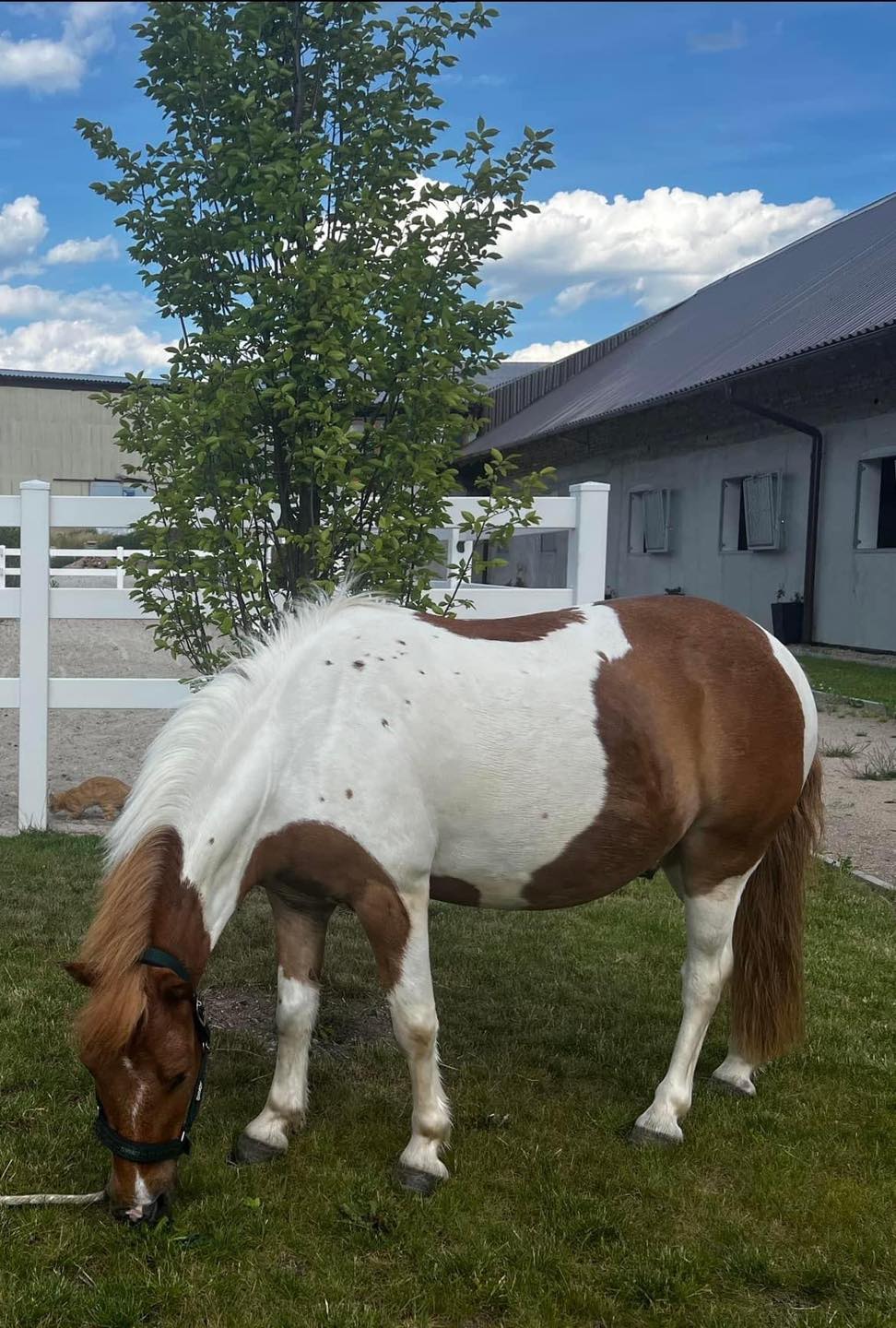 Koudy - EquiDressage CZ